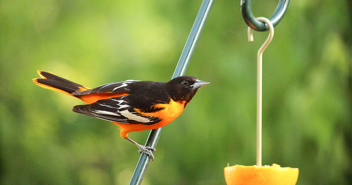 Four Quick Tips for Identifying Hybrids Birds | Audubon