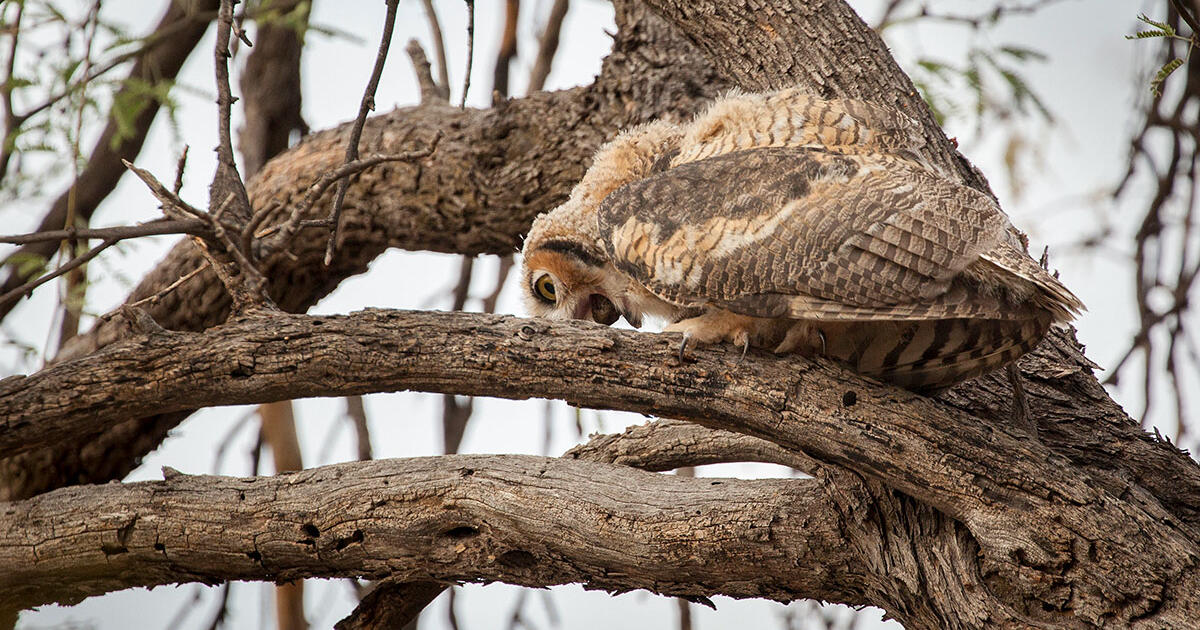What Is an Owl Pellet? | Audubon