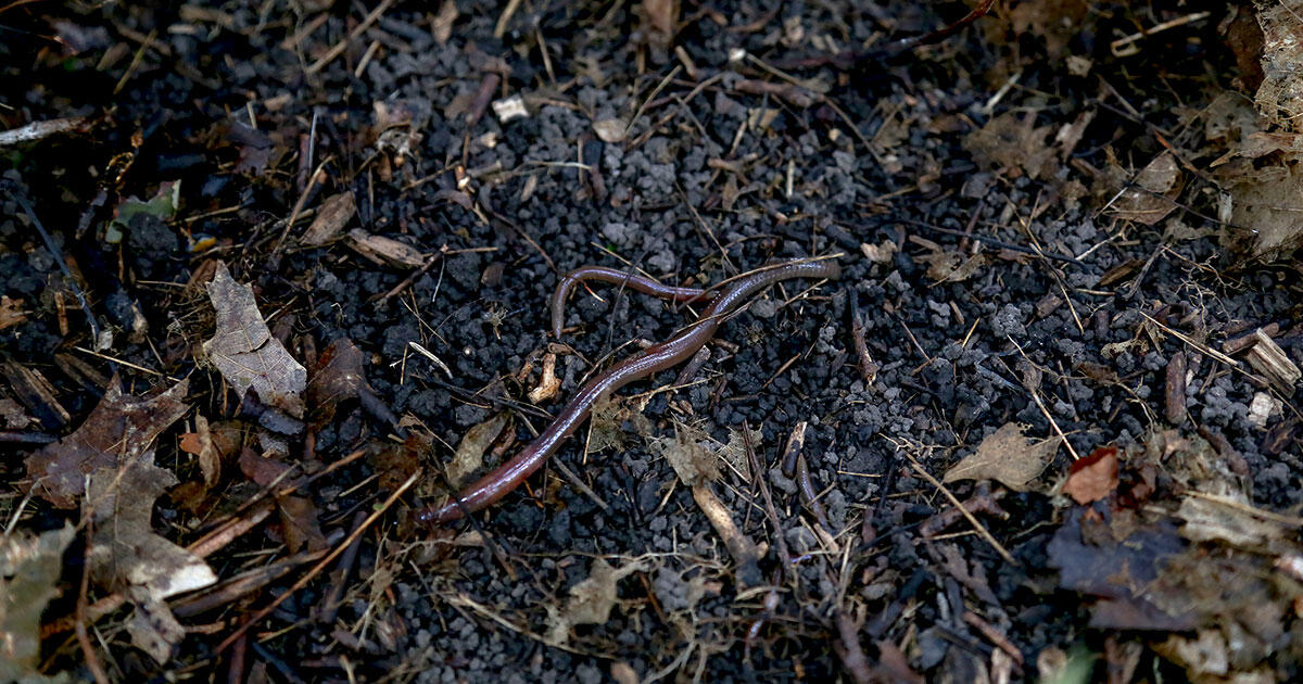 Invasive ‘Jumping’ Worms Are Now Tearing Through Midwestern Forests ...