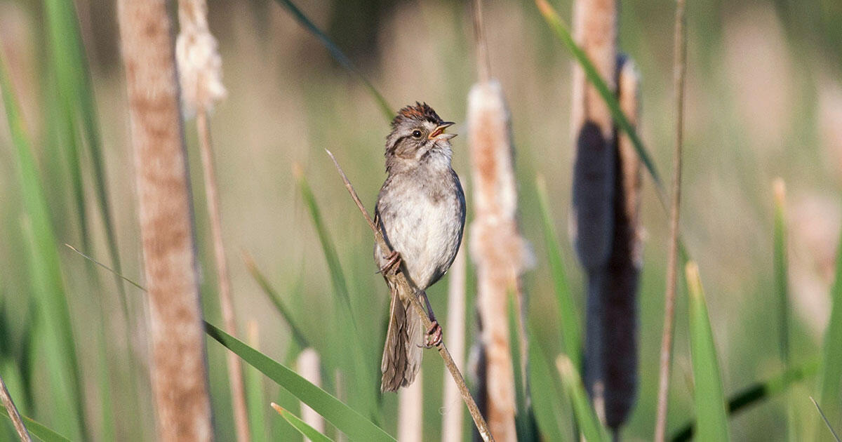 Swamp Sparrows Have Been Singing the Same Tune for Centuries | Audubon