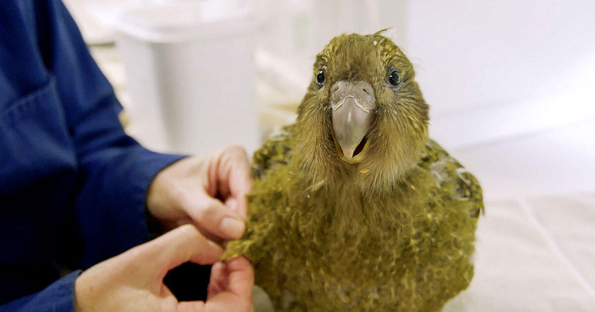Fast-Acting Kākāpō Scientists Curb Fungal Disease That Killed Seven ...