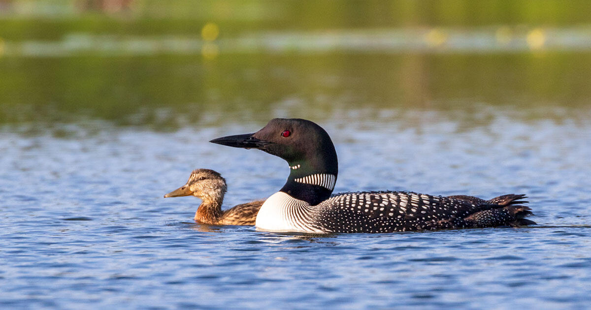 A Mallard Duckling Is Thriving—and Maybe Diving—Under the Care of Loon ...