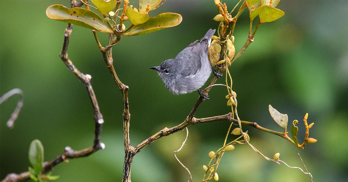 Borneo's Elusive Spectacled Flowerpecker Is No Longer a Mystery | Audubon