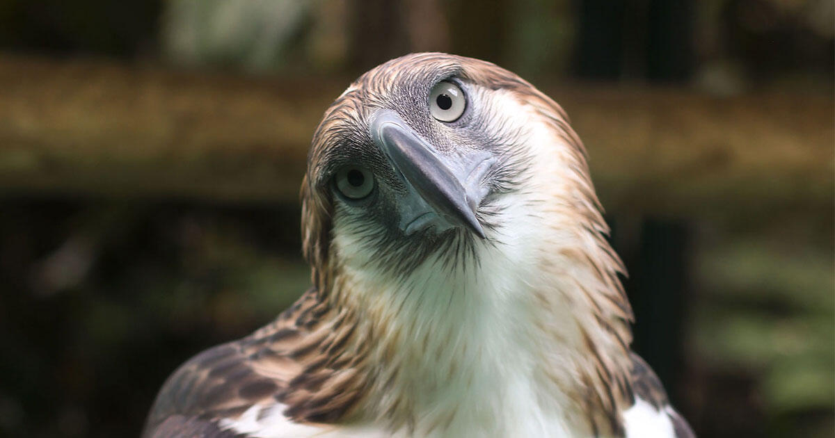 A Noble Eagle on the Edge of Extinction Thrives Under Devoted ...