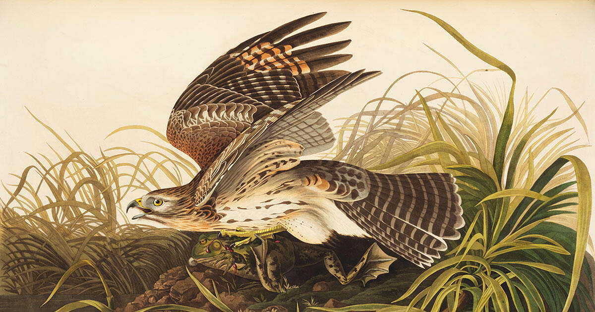 Lithographs Pigeon Hawk Bird of Prey MERLIN HAWK Vintage Audubon Birds ...