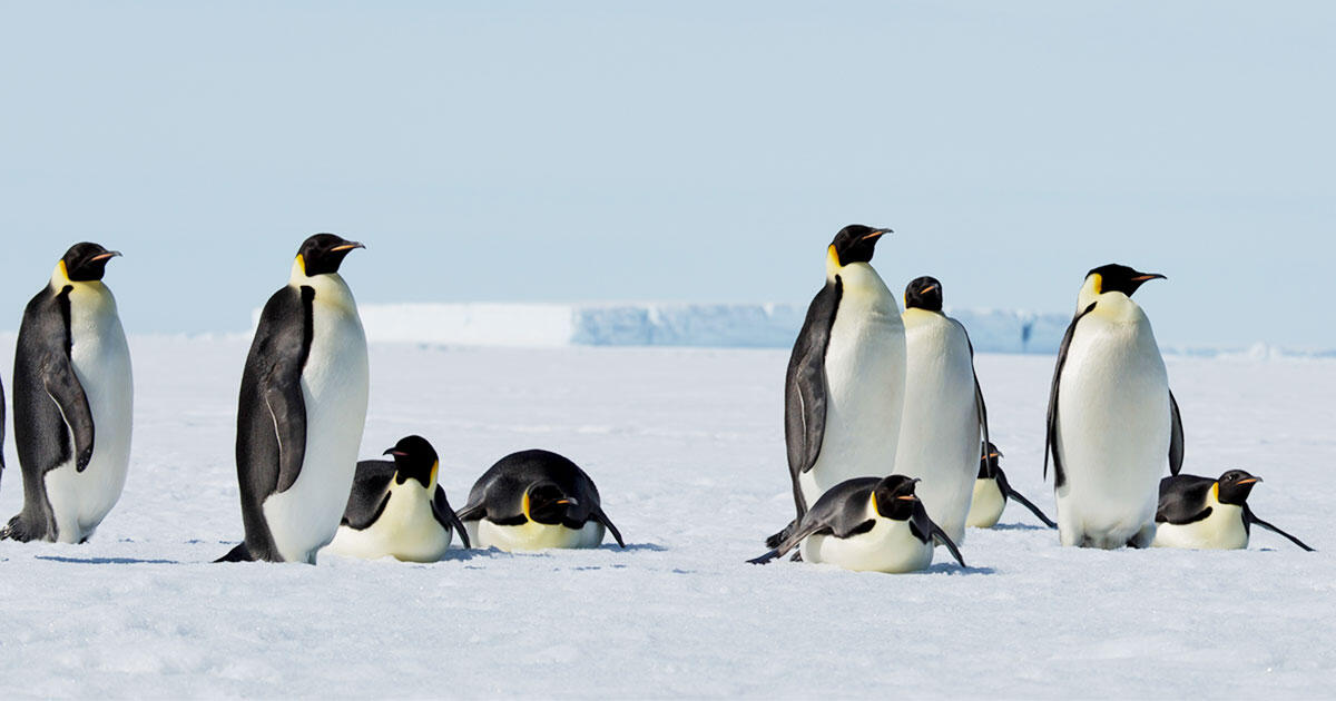 Emperor Penguins Are Marching to Extinction at Current Emissions Levels ...