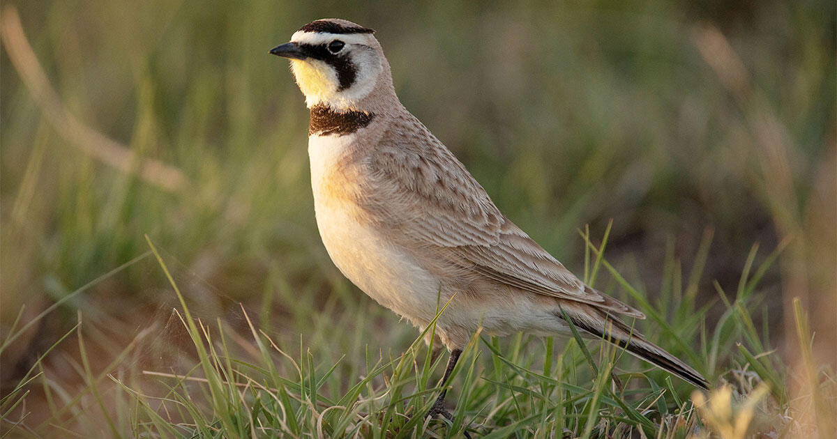 Top Audubon Wins for Birds in 2019 | Audubon
