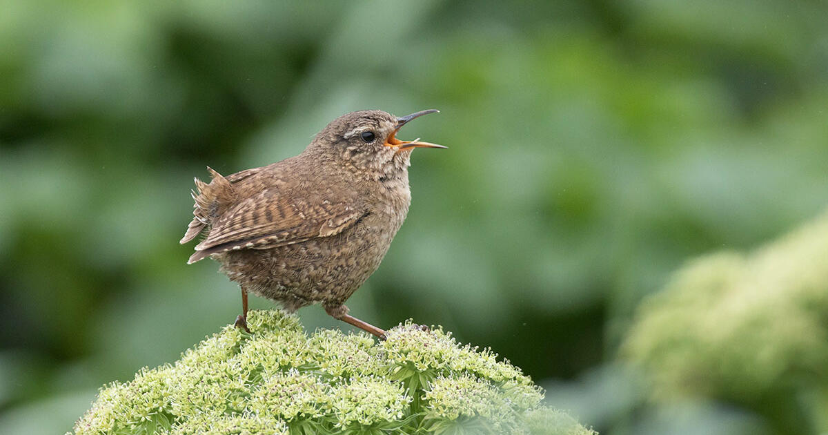 Listen to Every Pitch Change in a Pacific Wren Call | Audubon