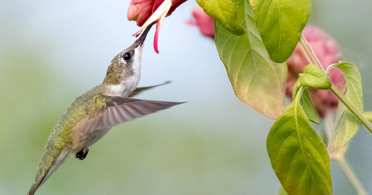 How Do Birds Taste Their Food? | Audubon