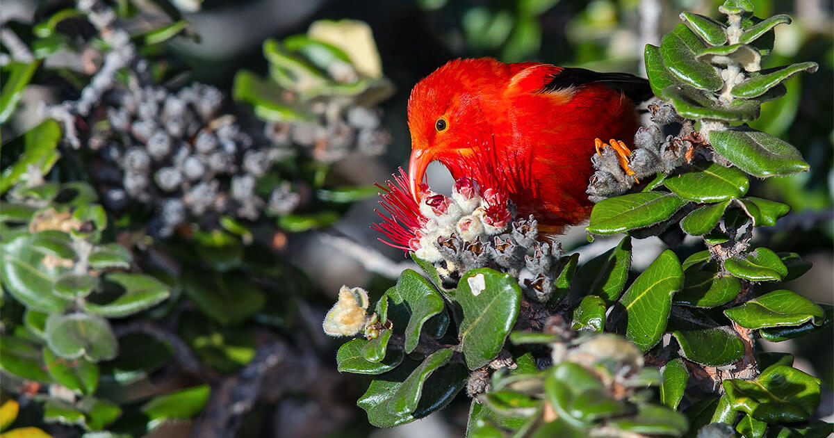 The 'I'iwi, a Besieged Hawaiian Forest Bird, Is Now Listed as ...