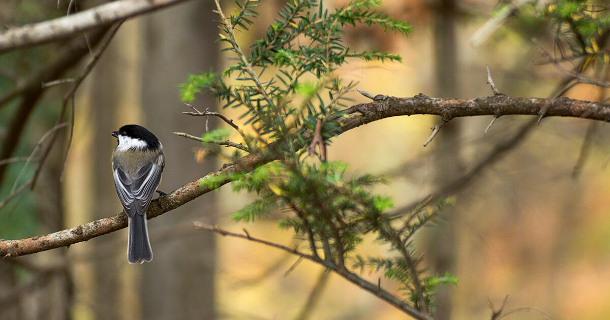 The Black-capped Chickadee Can Swap Old Brain Cells for New Ones | Audubon
