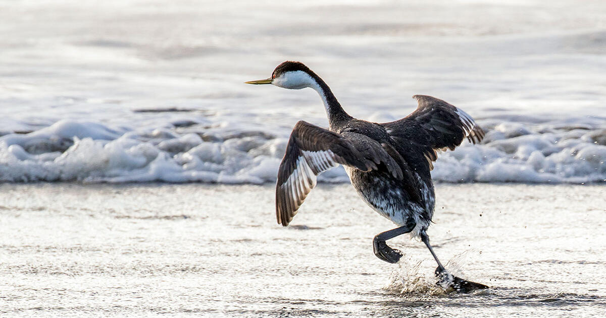 The Bizarre Walk of the Western Grebe Caught on Camera | Audubon
