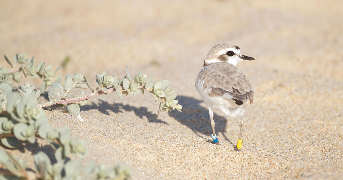 What’s Next for the California Coastal Commission? | Audubon