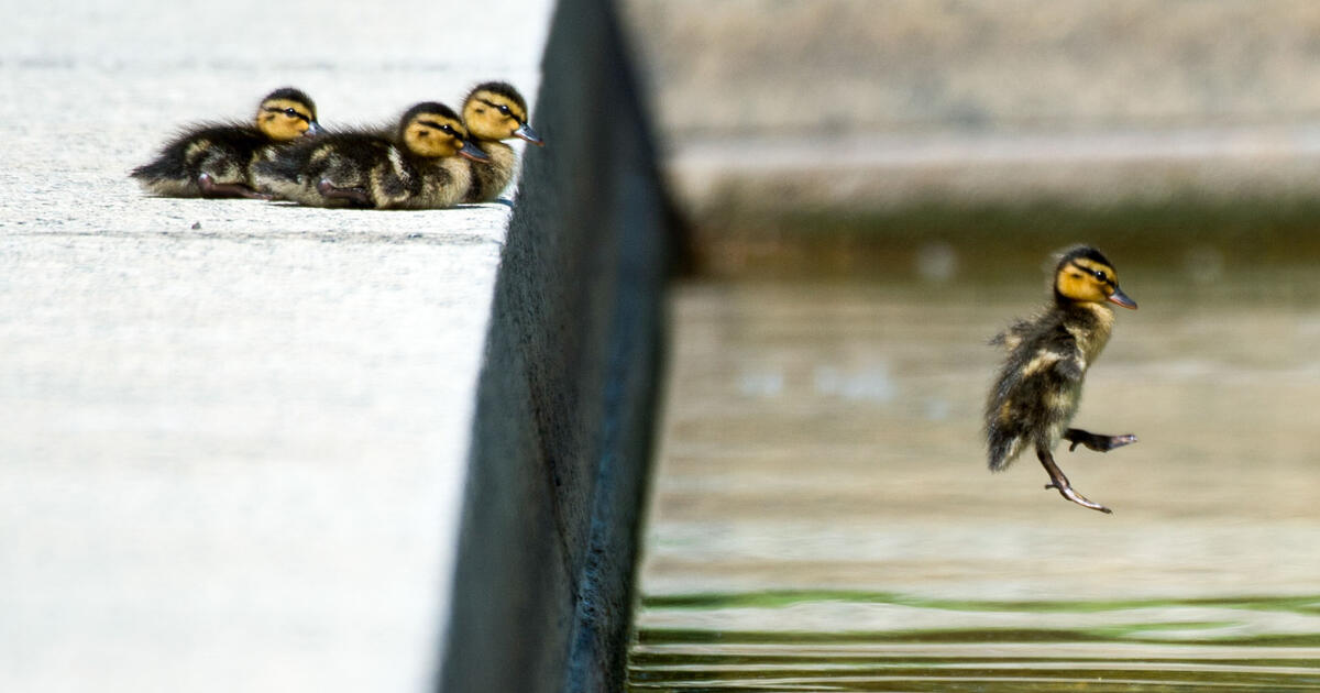 The Chance Heroism of the Tampa Bay Duckling Savior | Audubon