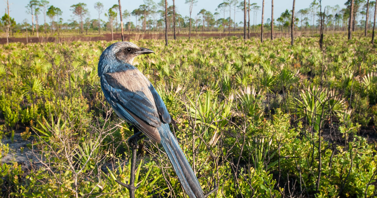 The Surprising Way Birds Are Trying to Dodge Climate Change | Audubon