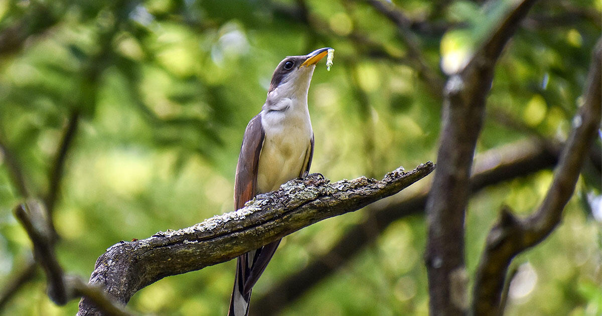 Critical Habitat Finally Designated for Western Yellow-billed Cuckoo ...