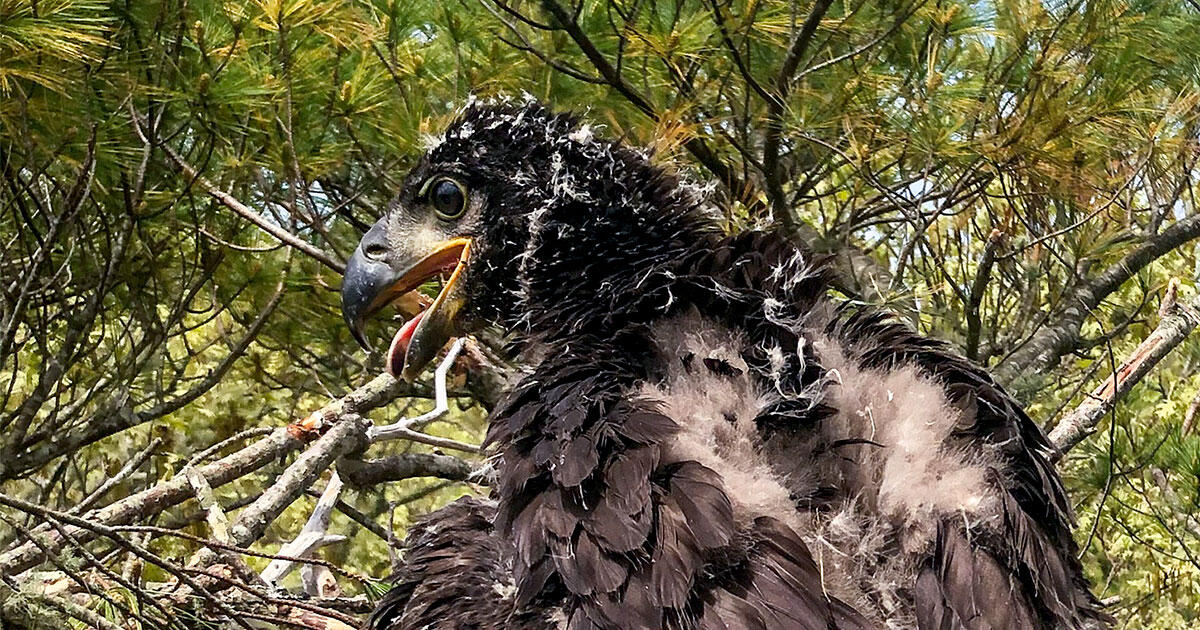 This Bald Eagle Chick Is the First Hatched on Cape Cod in 115 Years ...
