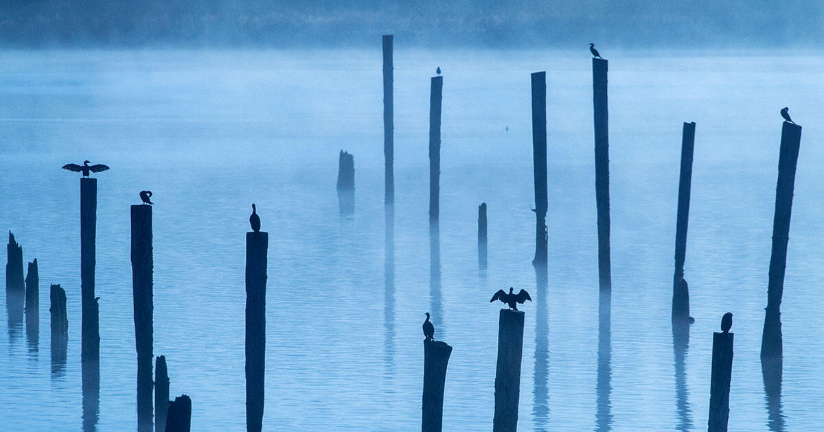 Western Cormorants Face 'Collapse' Under a Government Plan, Scientists ...