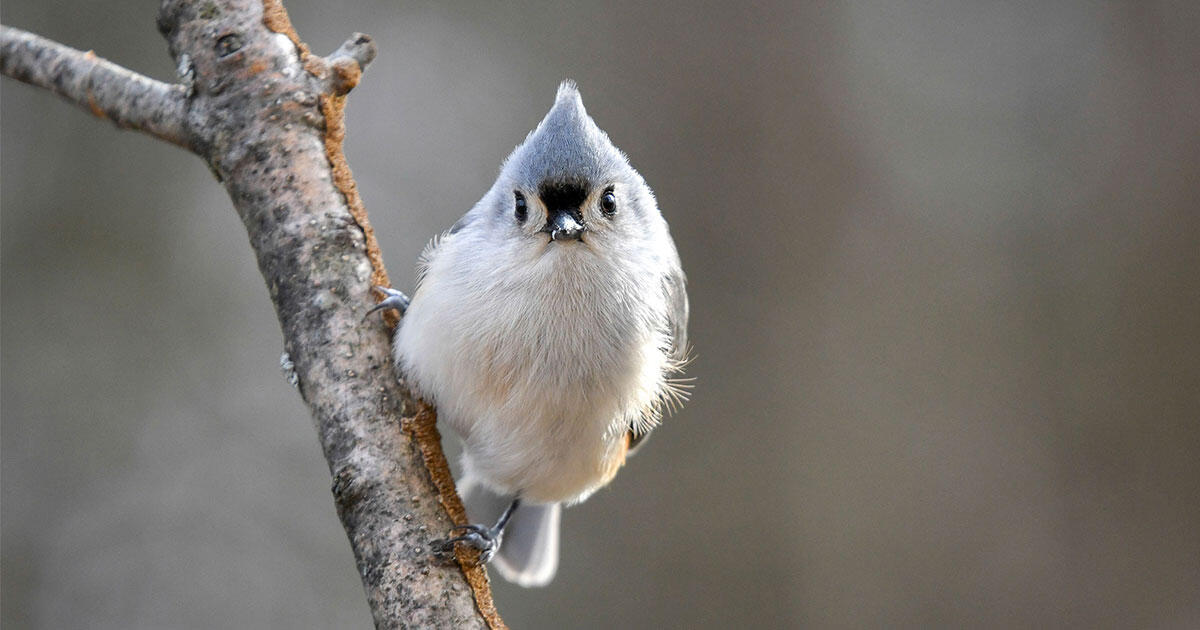 How Many Birds Will You Find During This Year's Great Backyard Bird ...