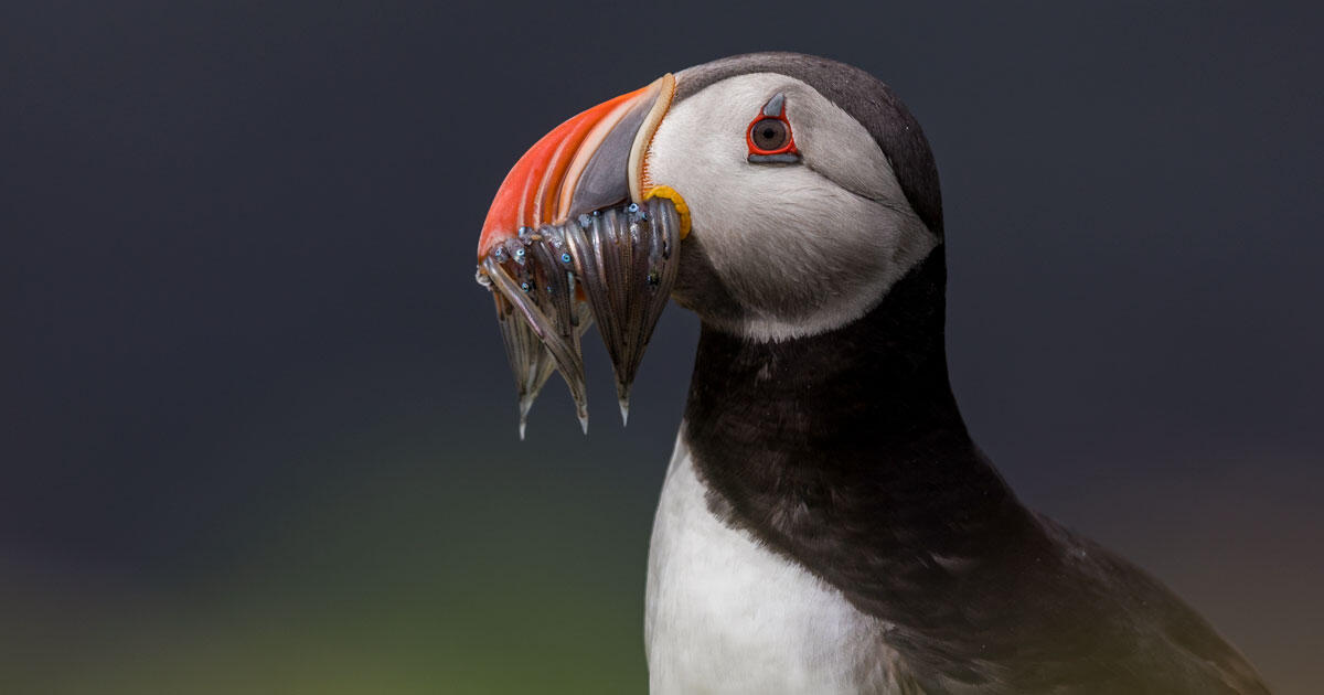 Protections Removed for Atlantic Puffins’ Winter Home | Audubon