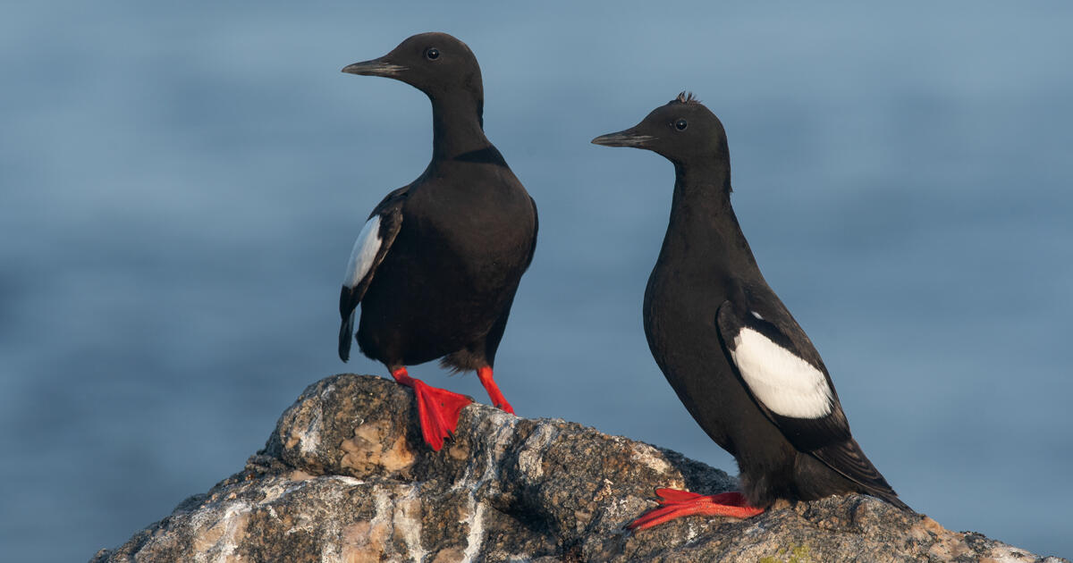 This World Oceans Day, Explore the Secrets of Seabirds | Audubon