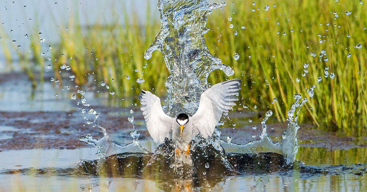Federal Water Legislation Poised to Benefit Birds and People | Audubon