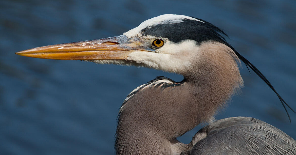 What’s That Beak For? | Audubon