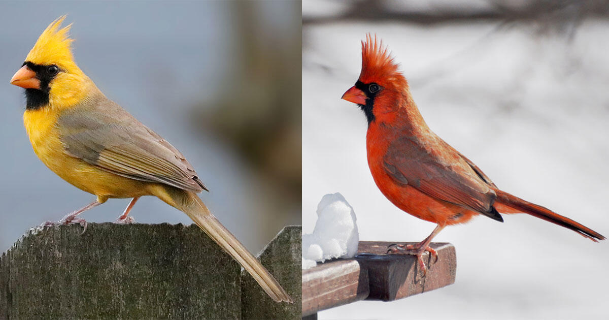 Why Is This Northern Cardinal Yellow Audubon Why Is This Northern Cardinal Yellow Audubon