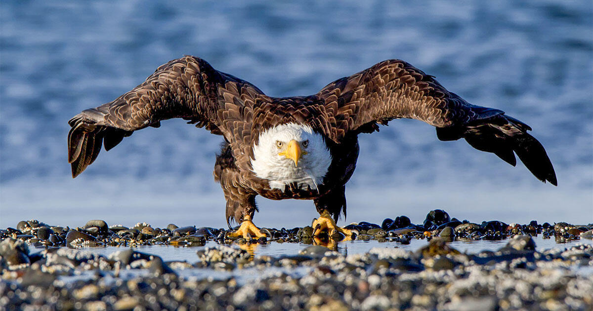We're Suing the Federal Government to Protect Birds | Audubon