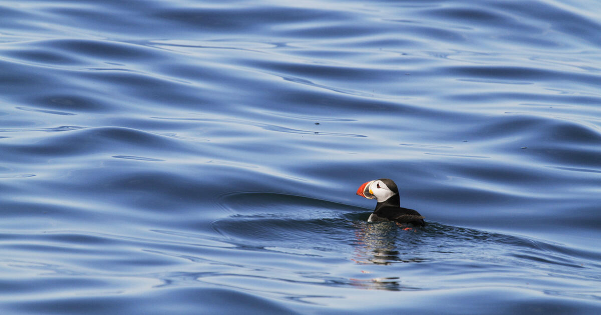 Where Do Maine's Atlantic Puffins Go for the Winter? | Audubon