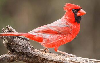 How Well Do We Really Know Cardinals? | Audubon