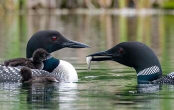 Birding Without Borders | Audubon