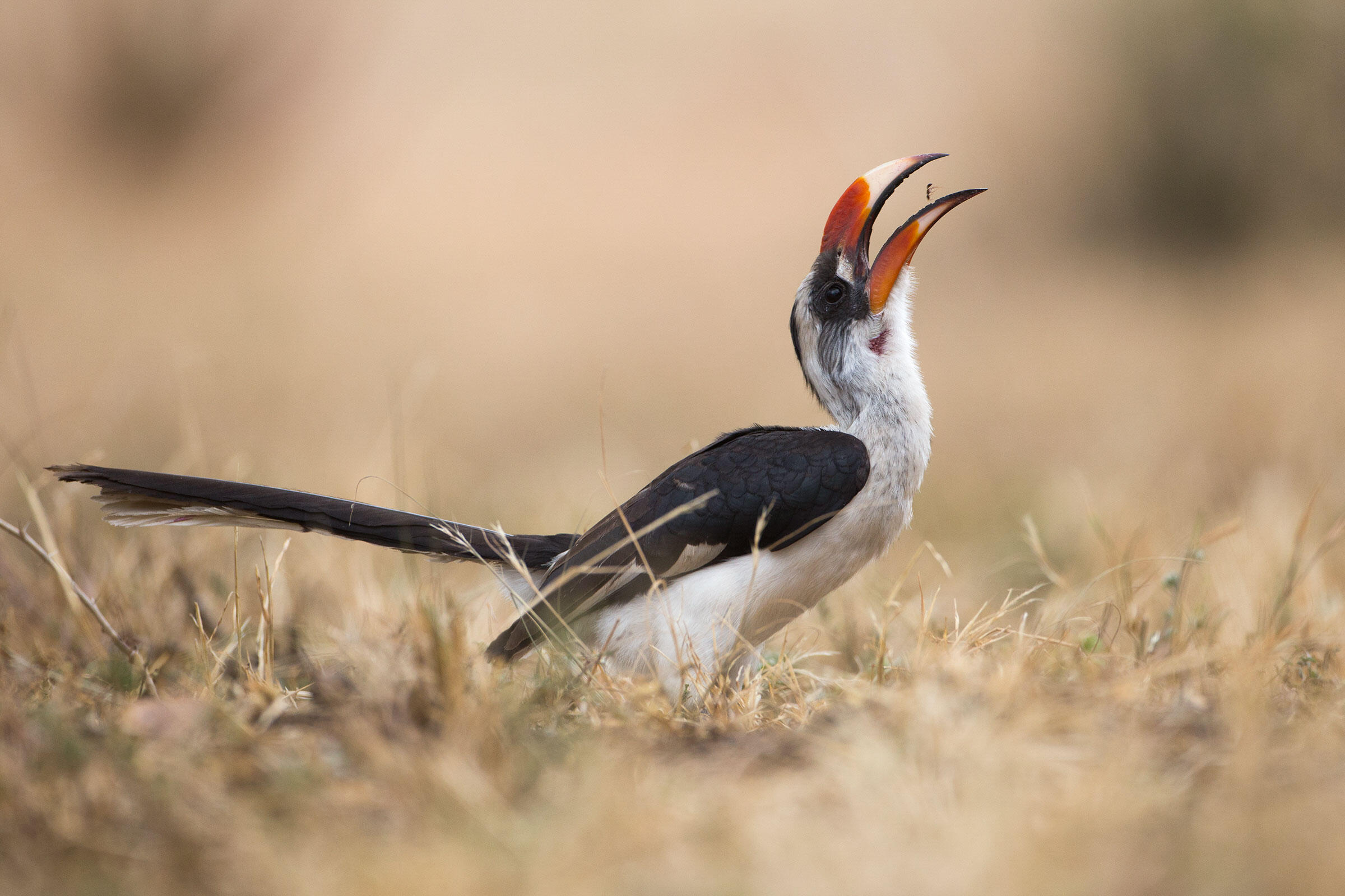 Here Are Twelve Photos of Hungry Birds and Their Meals | Audubon