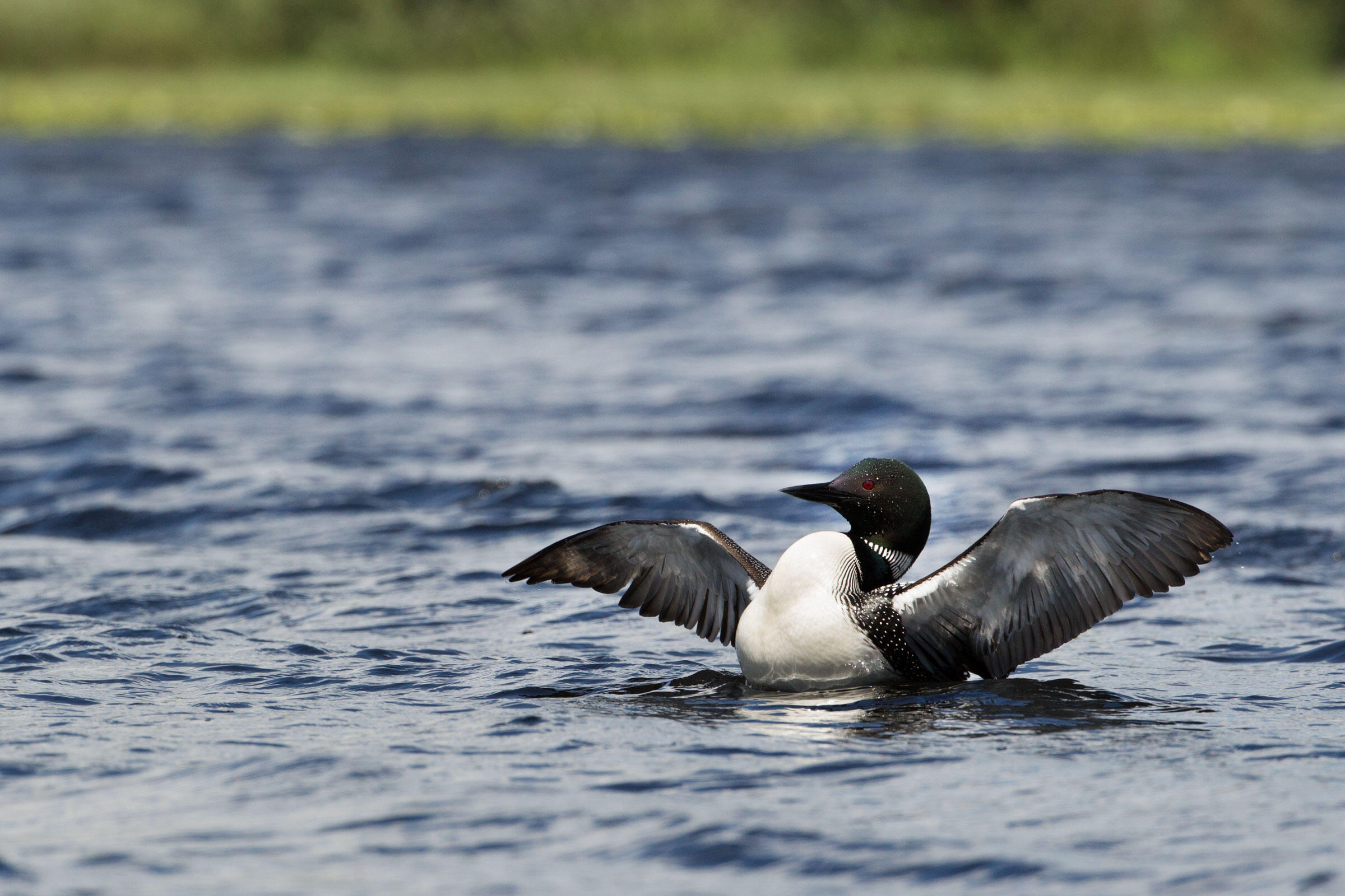 Pulling North America's Loons Back from the Brink | Audubon
