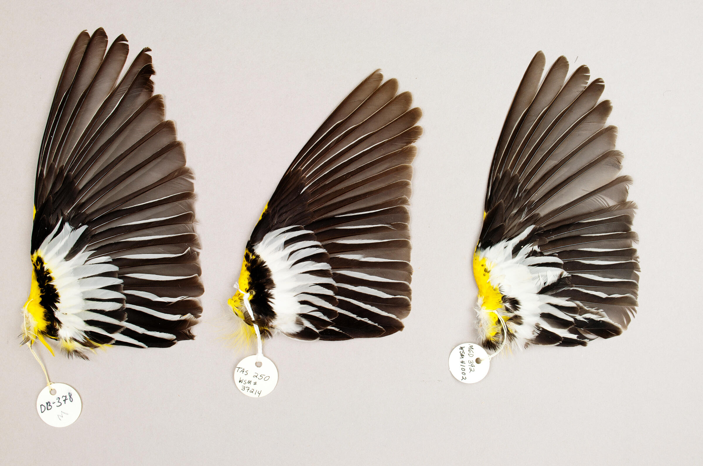 Behind the Scenes of the World’s Largest Bird Wing Collection | Audubon