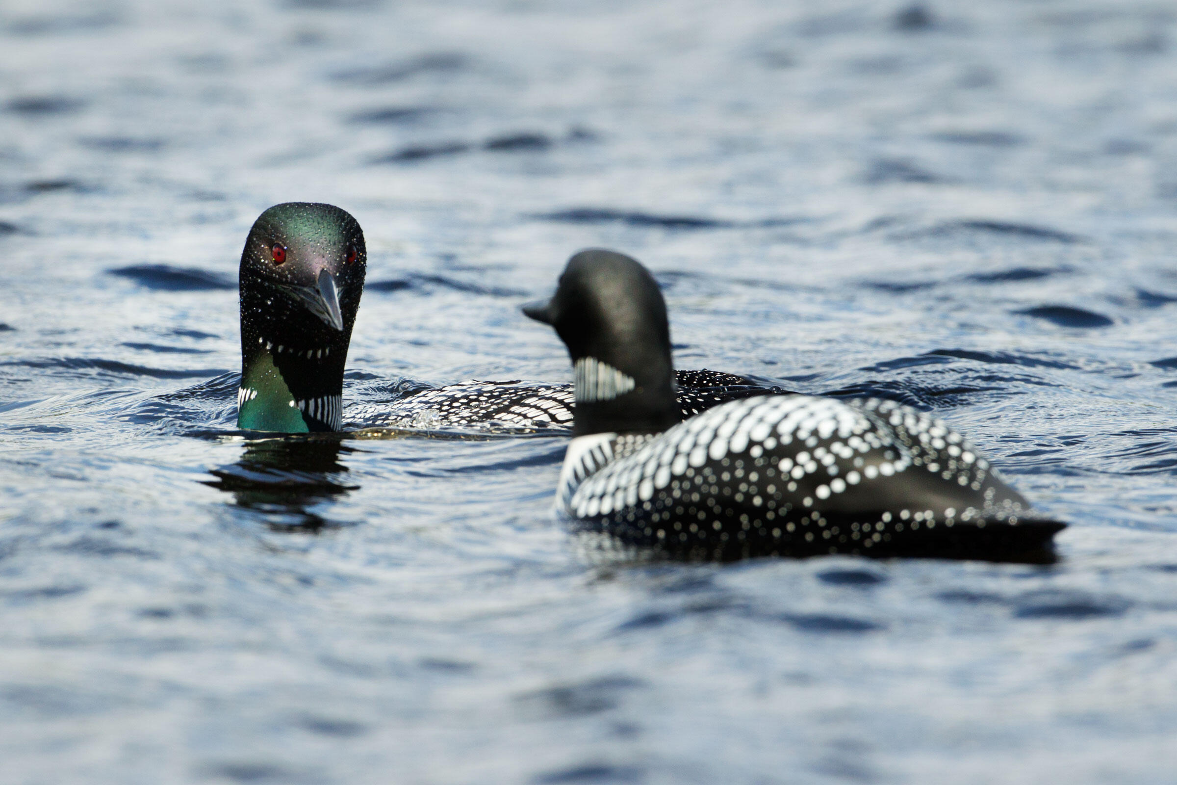 Pulling North America's Loons Back from the Brink | Audubon