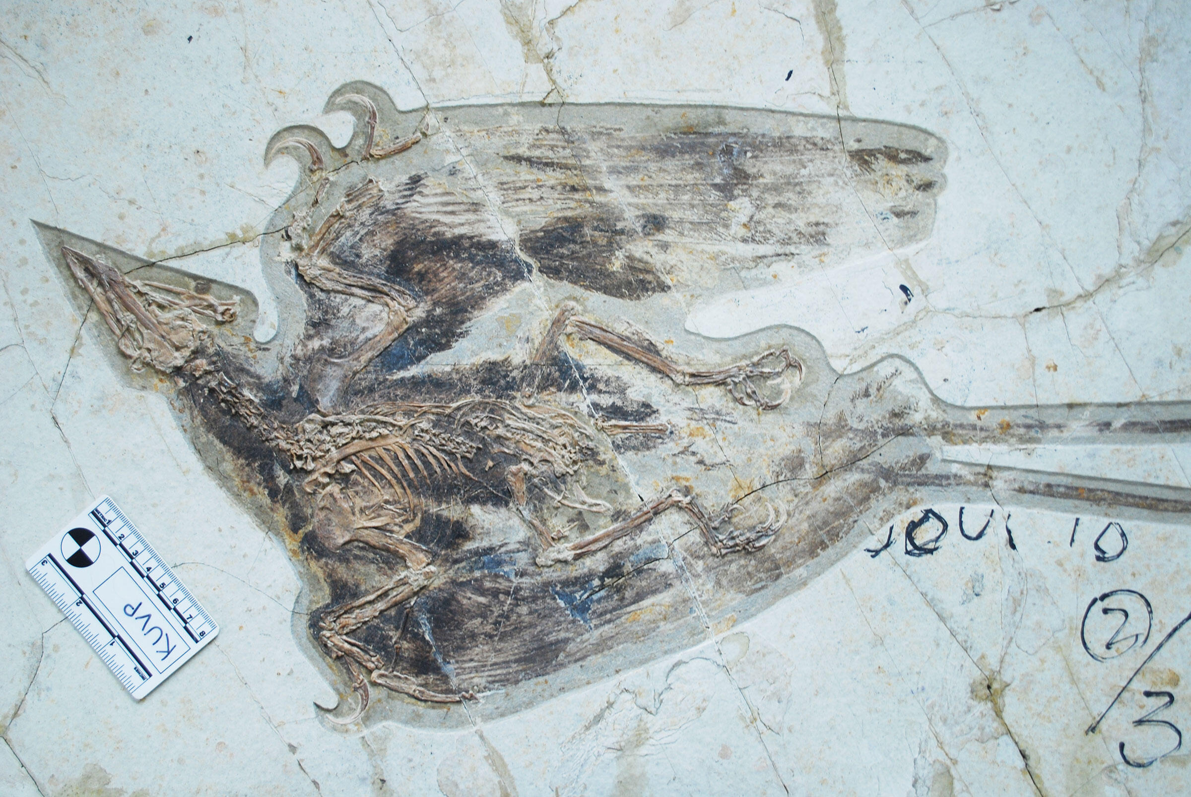 How Lasers Are Revealing Hidden Evolutionary Clues in Ancient Bird ...