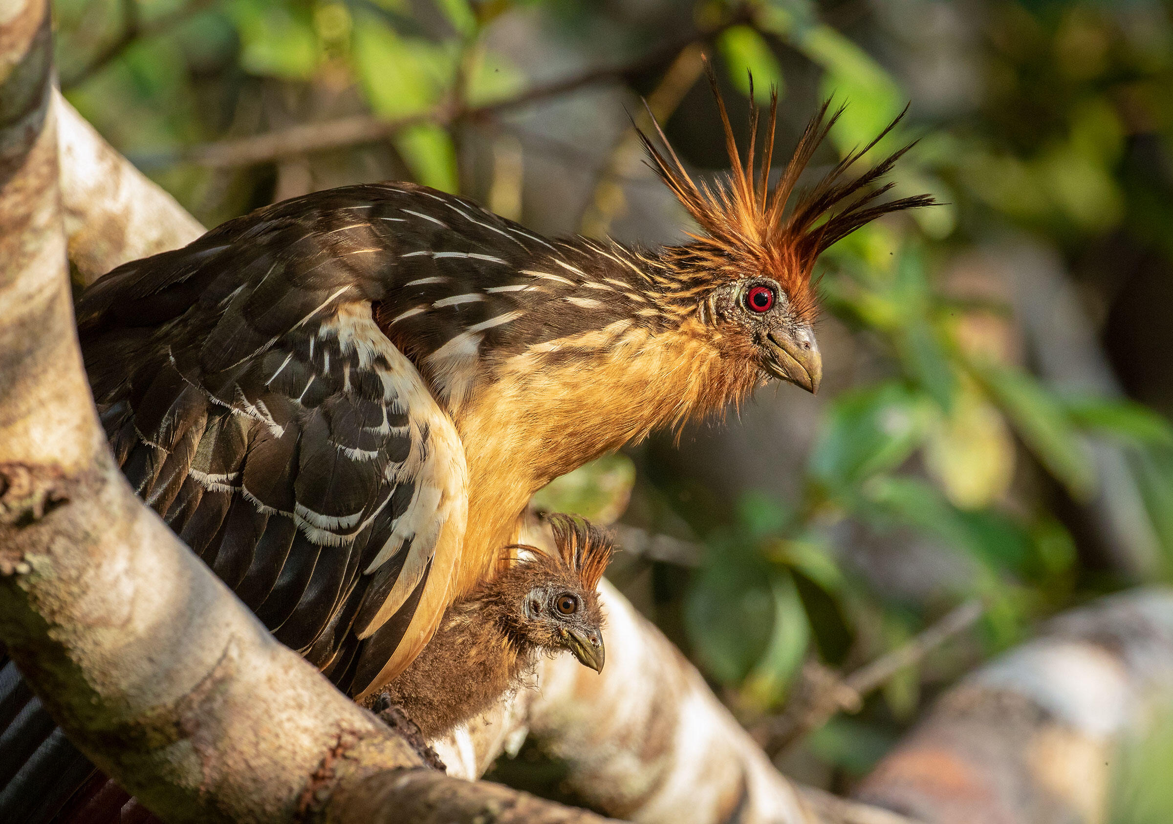 15 Awww-Inspiring Photos of Baby Birds | Audubon