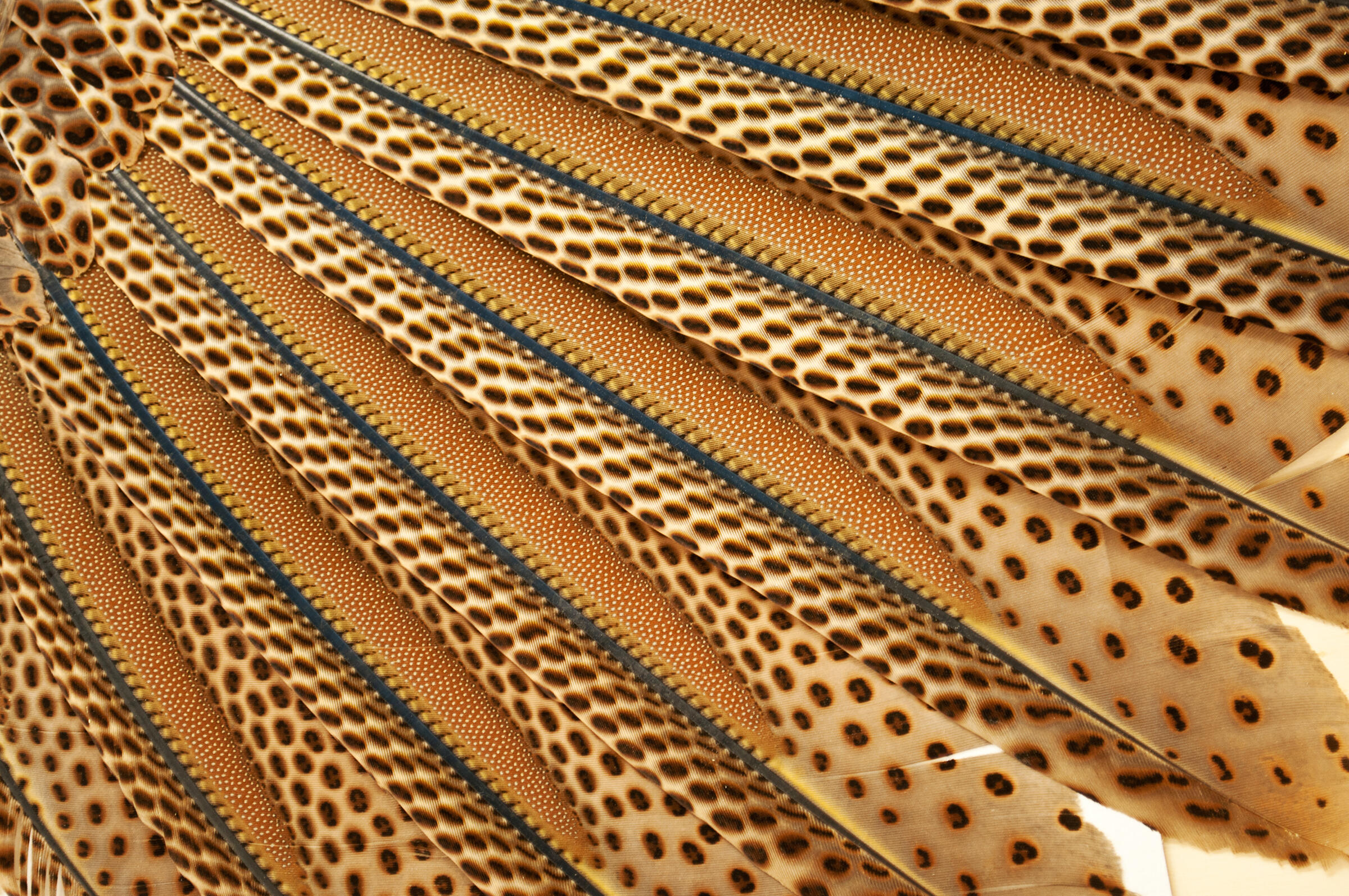 Behind the Scenes of the World’s Largest Bird Wing Collection | Audubon