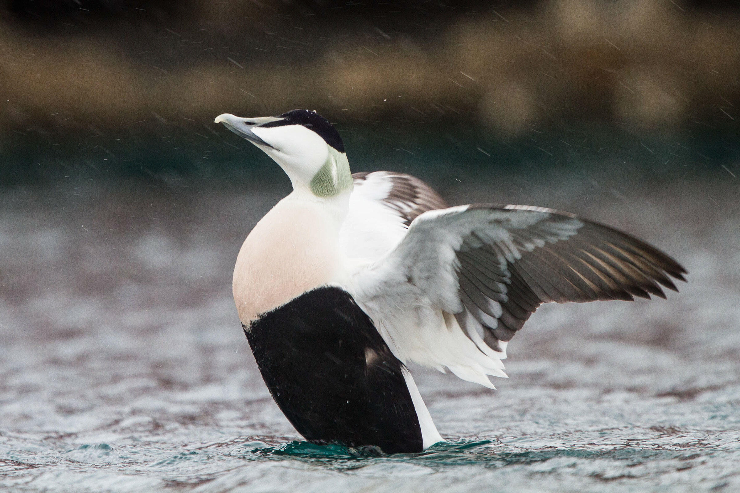 Disappearing Ice Means New Ways of Life for Arctic Birds — Melting ...