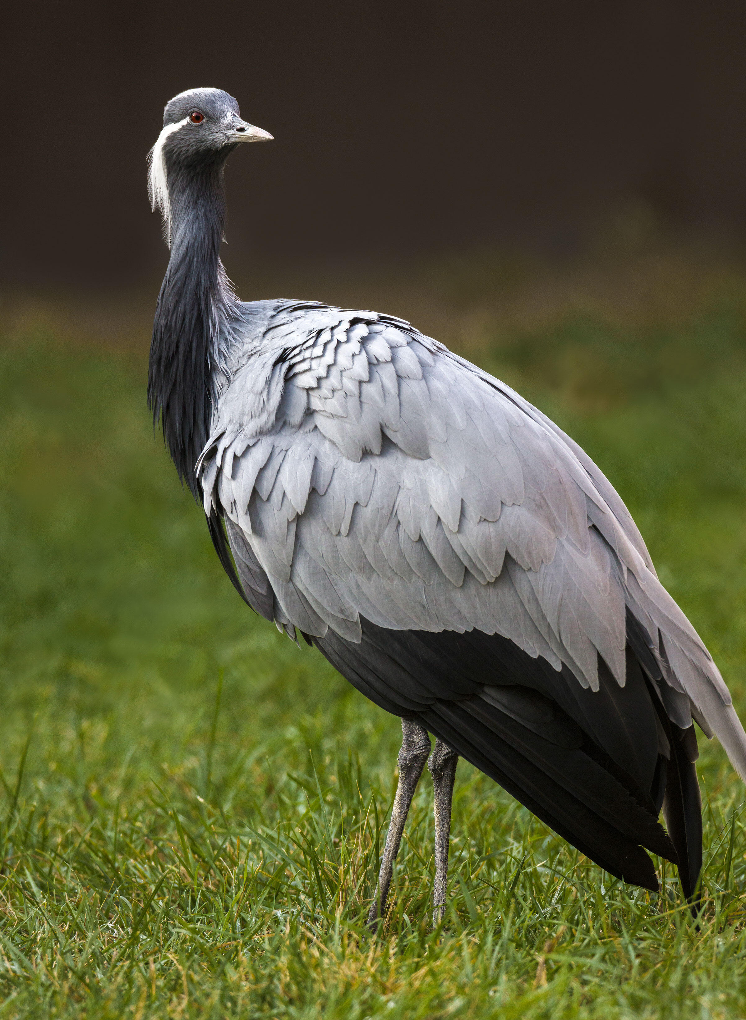 Around the World in 15 Cranes | Audubon