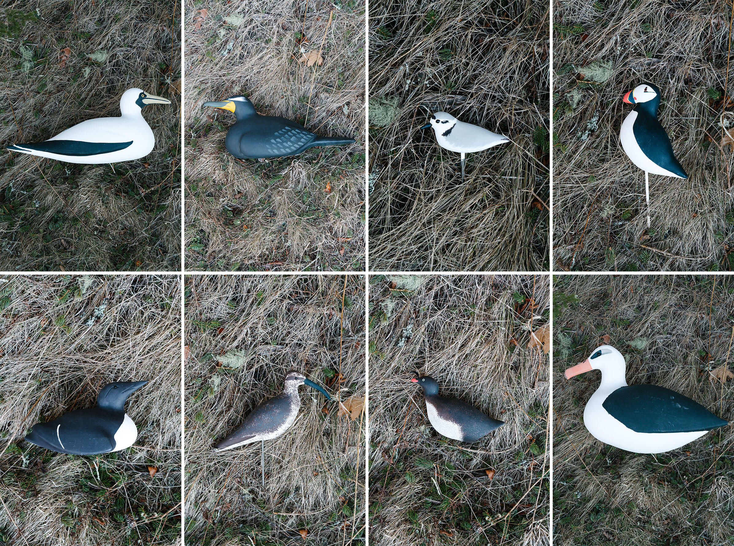 Inside Audubon’s New Decoy Workshop, Where Saving Seabirds Is the ...