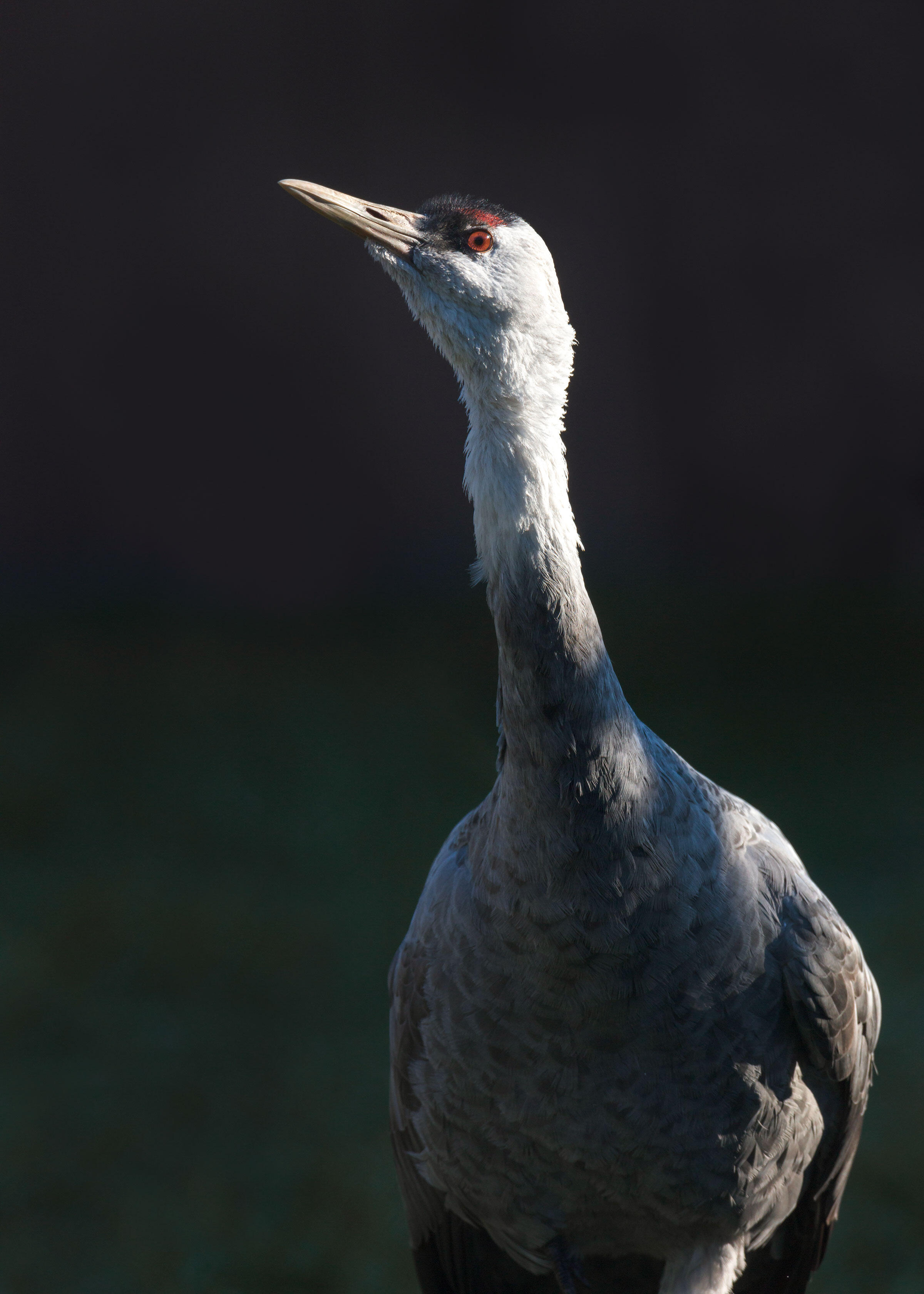 Around the World in 15 Cranes | Audubon