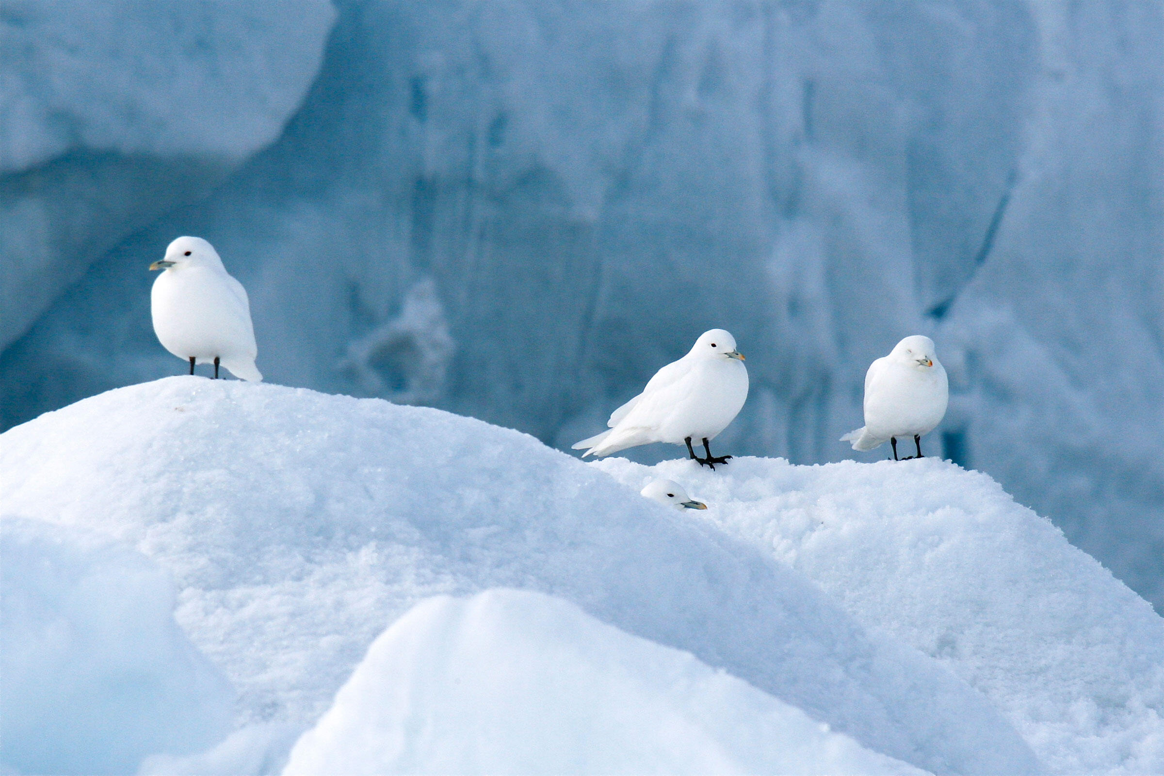 Disappearing Ice Means New Ways of Life for Arctic Birds — Melting ...