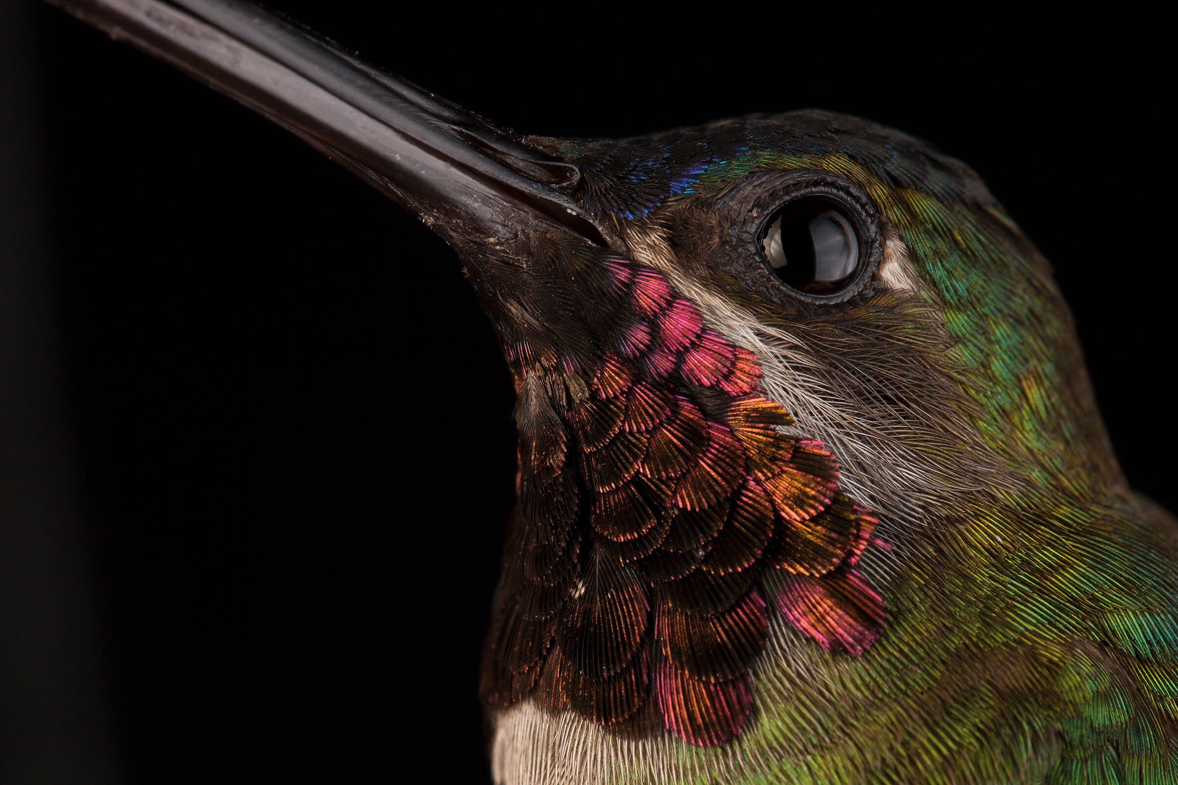 Hummingbirds Owe Their Shimmer to Microscopic Pancake-Like Structures ...