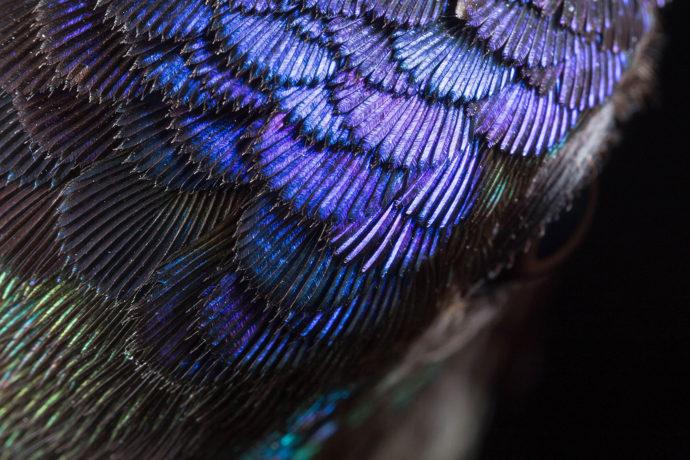 Hummingbirds Owe Their Shimmer to Microscopic Pancake-Like Structures ...