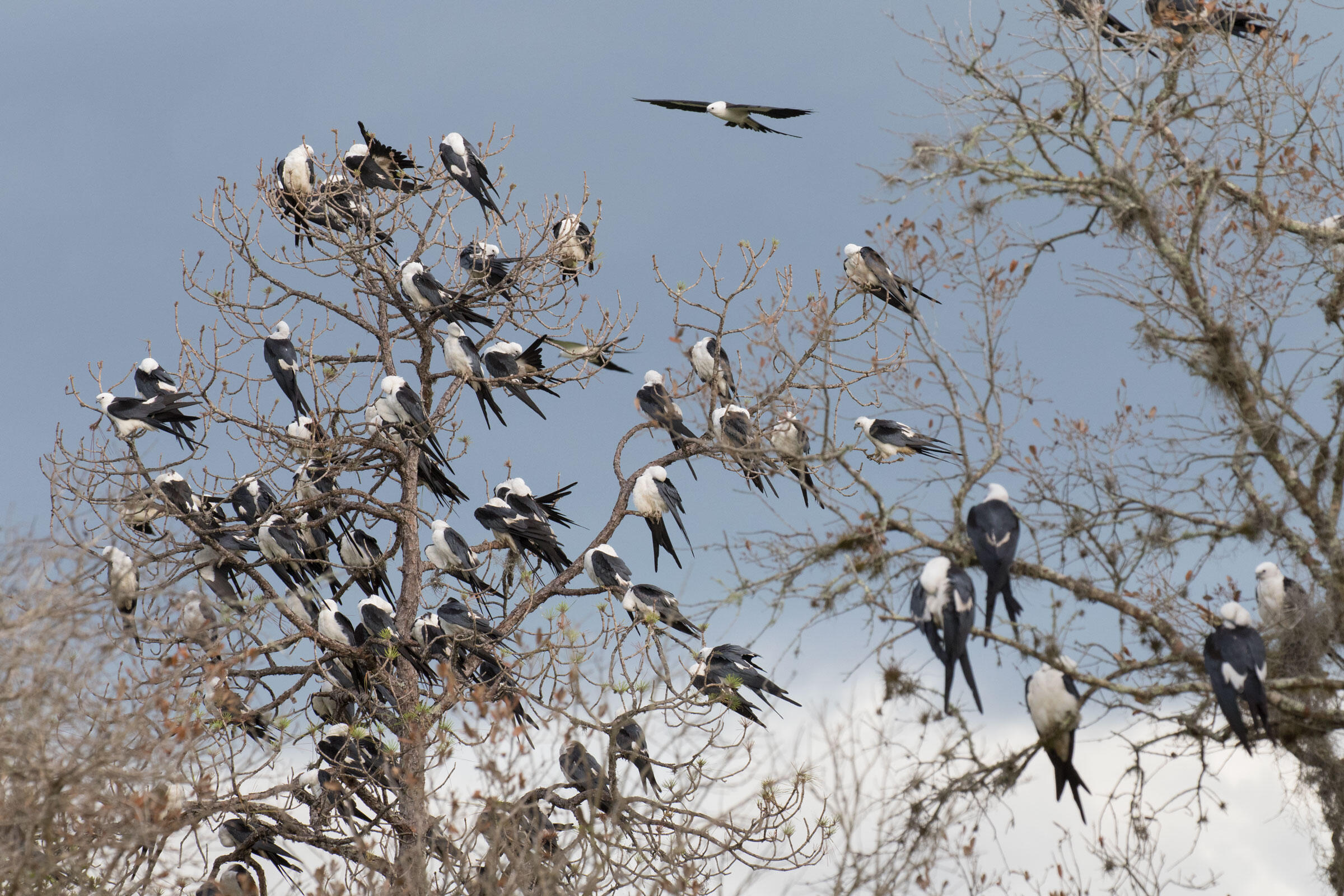 The Secret Lives of Swallow-tailed Kites | Audubon