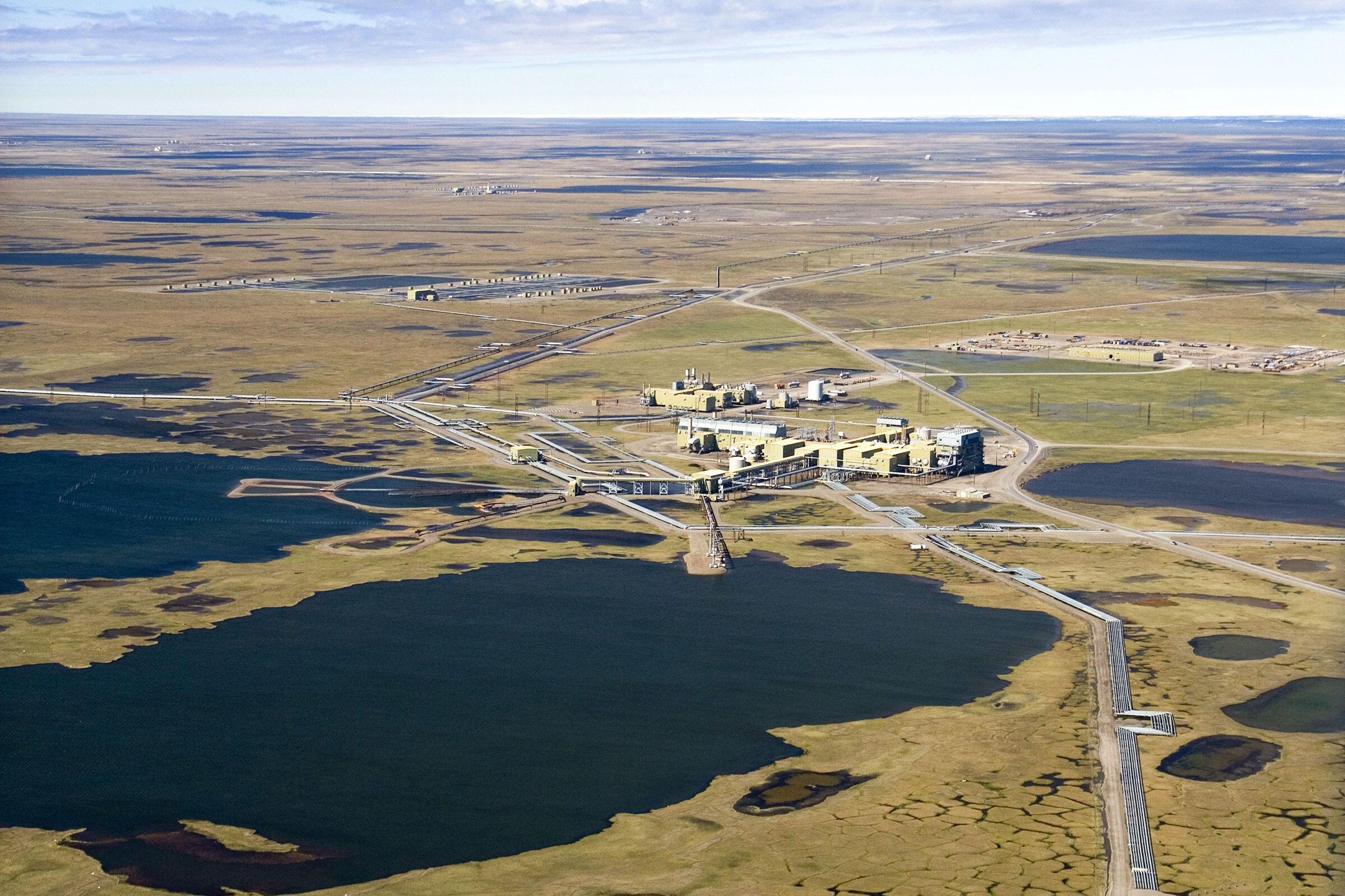 This Bird Breeding Haven Could Be Next in Line for Arctic Oil Drilling ...