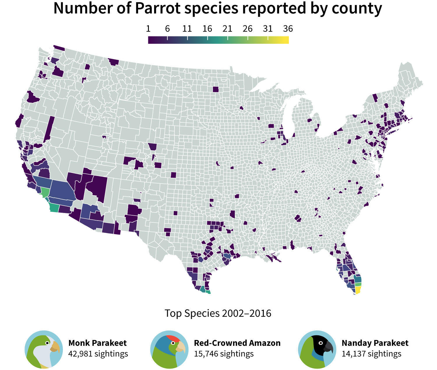 Blue Parrot Watching Map