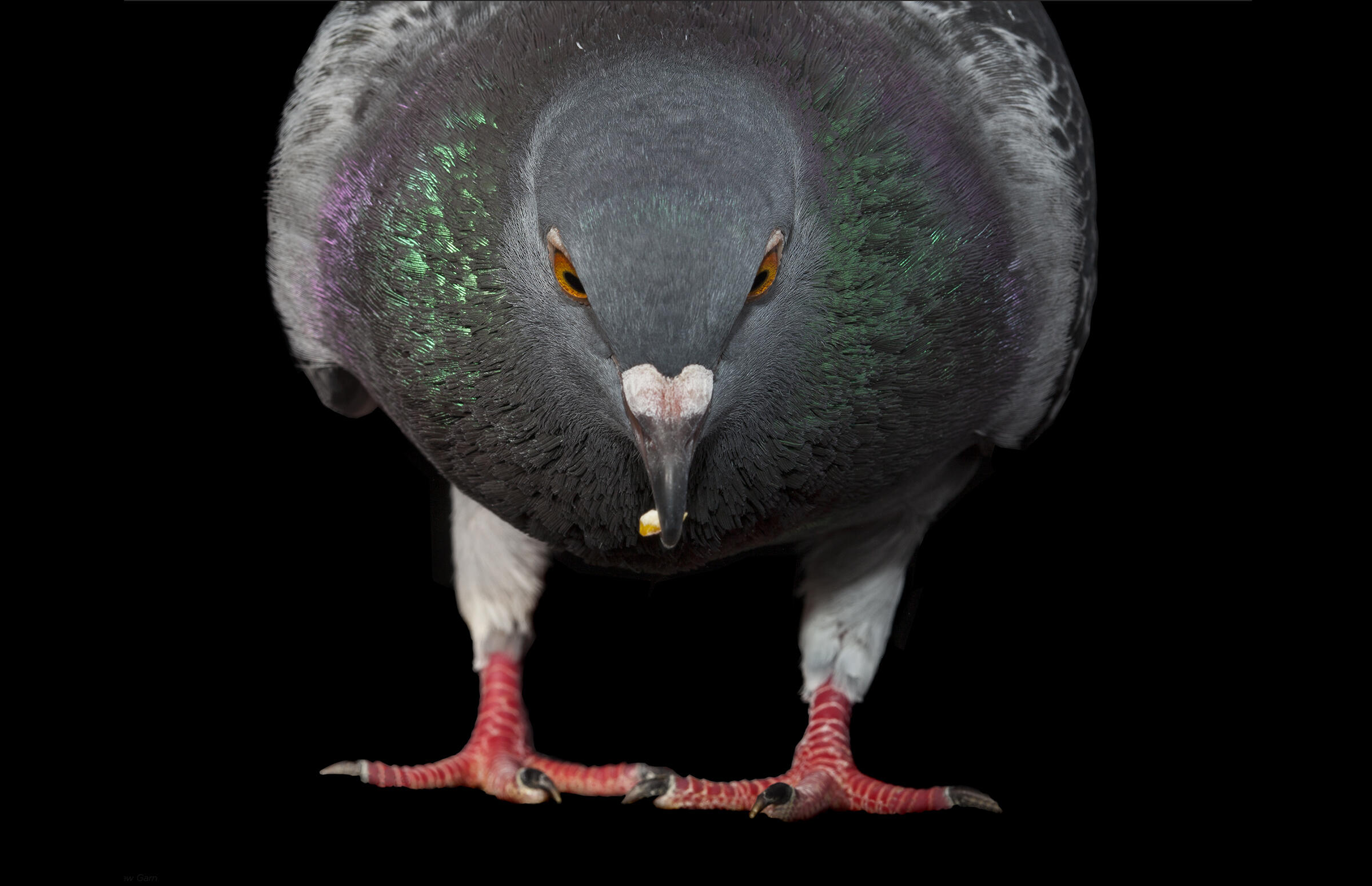 City Pigeon